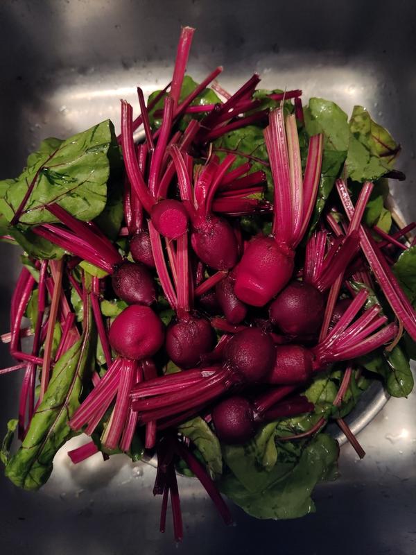 Lutz Winter Keeper Beet (Heirloom, 80 Days)