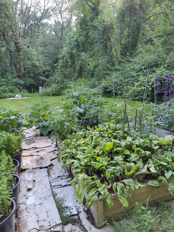 Lutz Winter Keeper Beet (Heirloom, 80 Days)