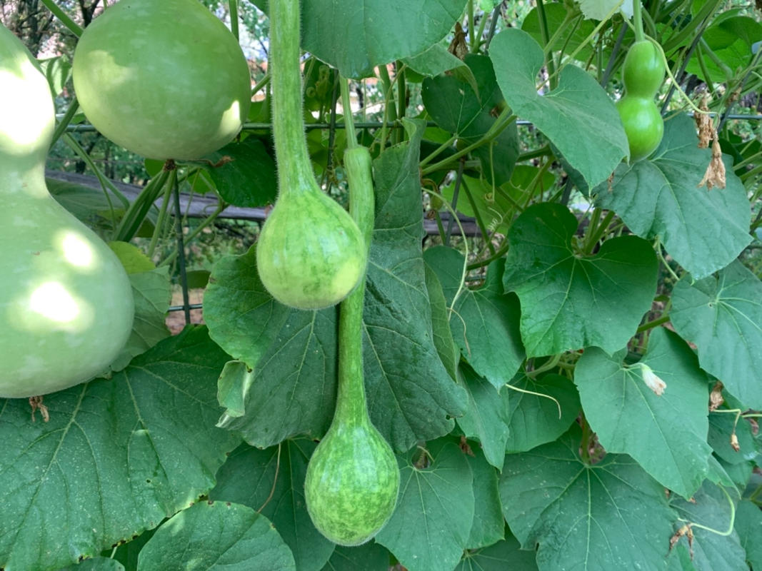 Long Handled Dipper Gourd (110 Days)