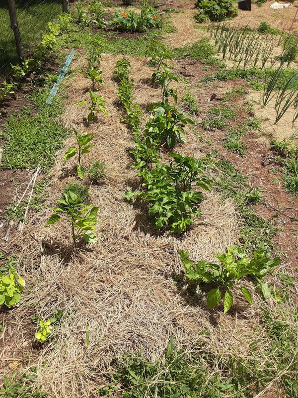 Takii's New Ace Pepper (F1 Hybrid 62 Days)