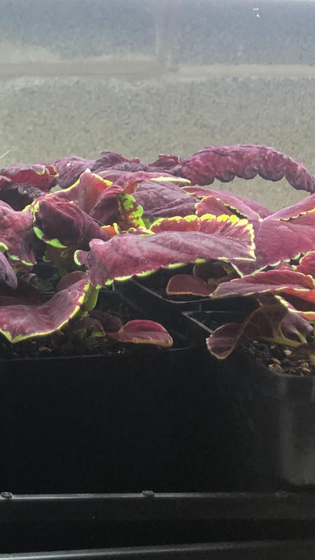 Chocolate Mint Coleus