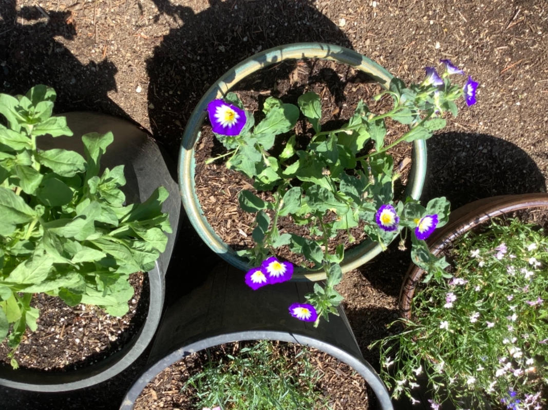 Royal Ensign Convolvulus
