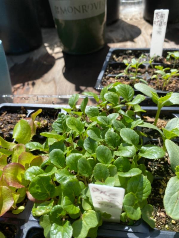 Baby Pak Choi (50 Days)