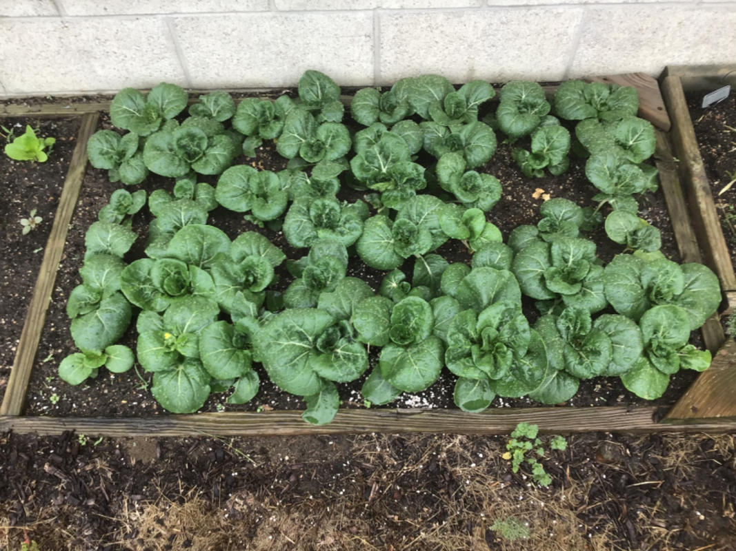 Baby Pak Choi (50 Days)