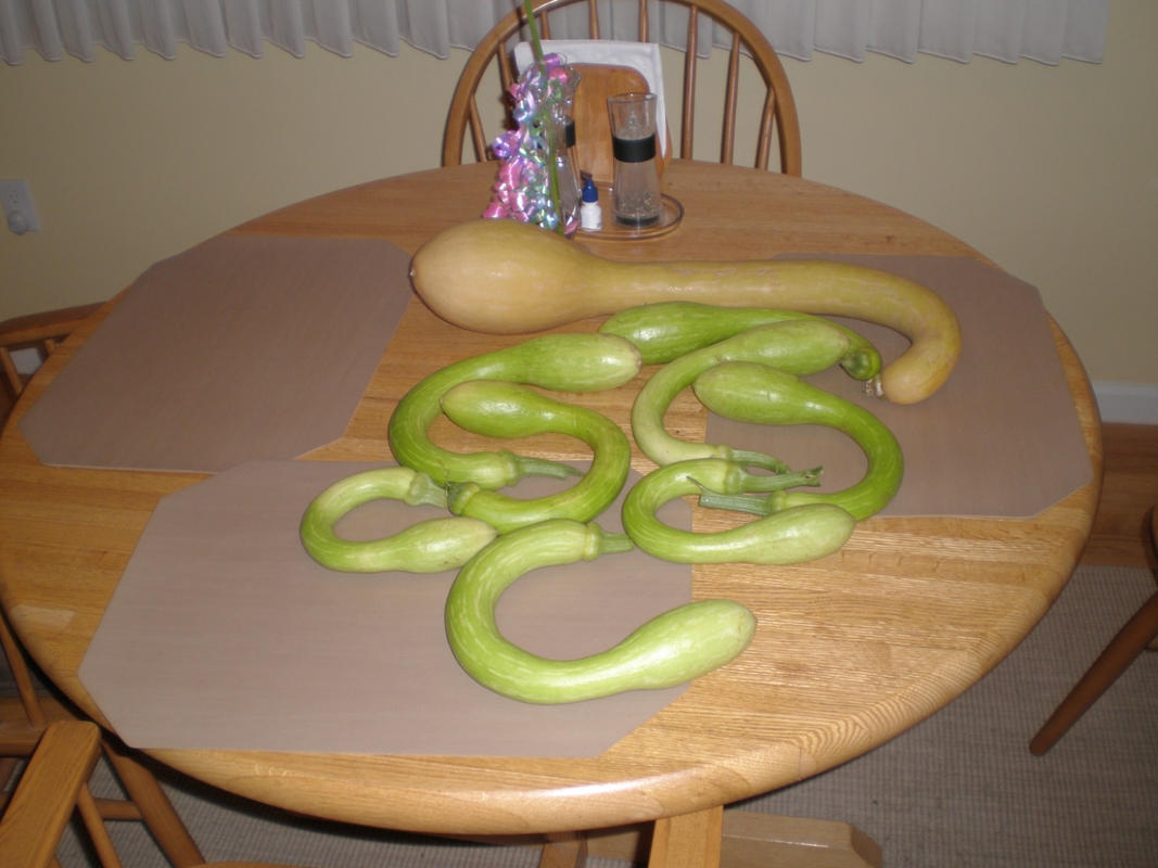 Zucchetta Tromboncino Summer Squash (Heirloom, 60 Days)