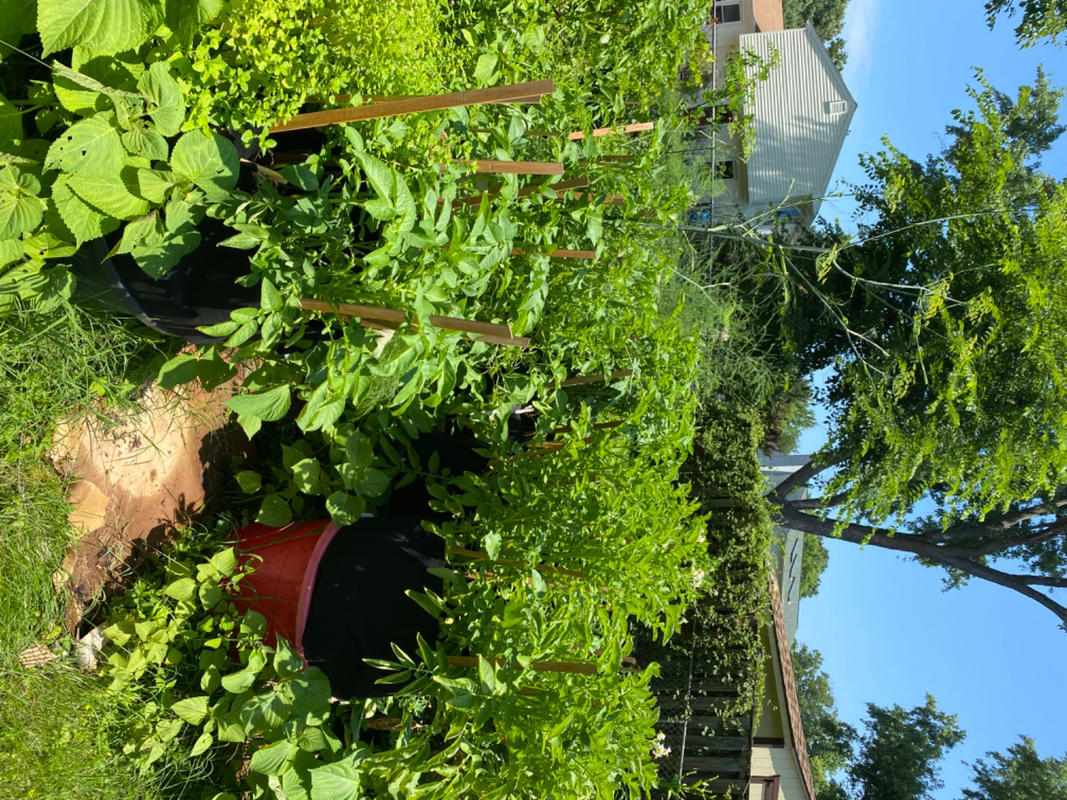 Potato 'Kennebec'