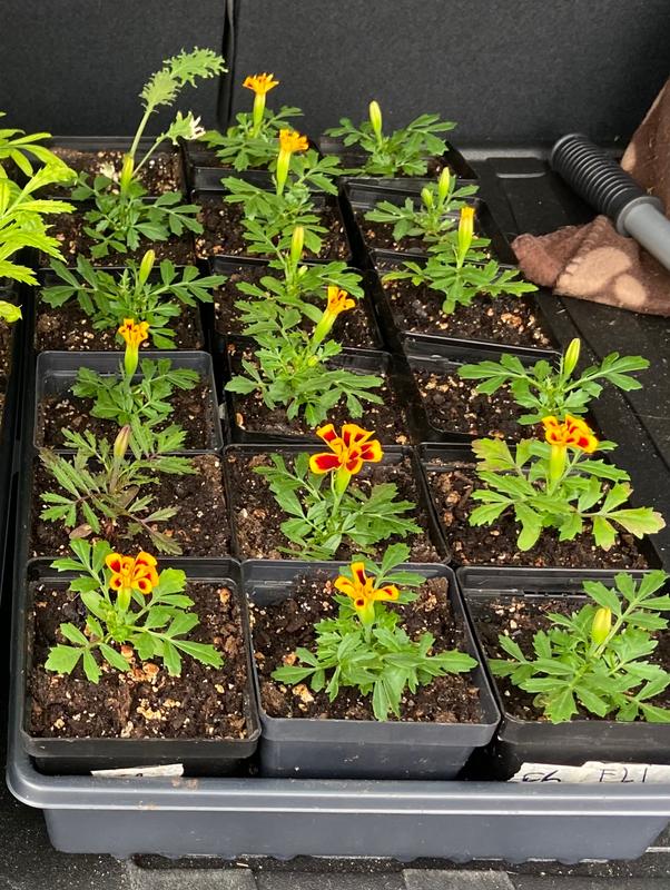 Fireball Marigold Tagetes patula