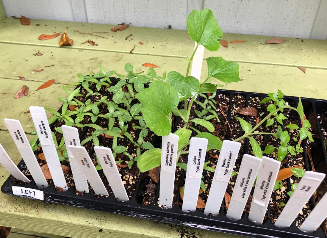 20 Row Seedling Flat (1 Tray)