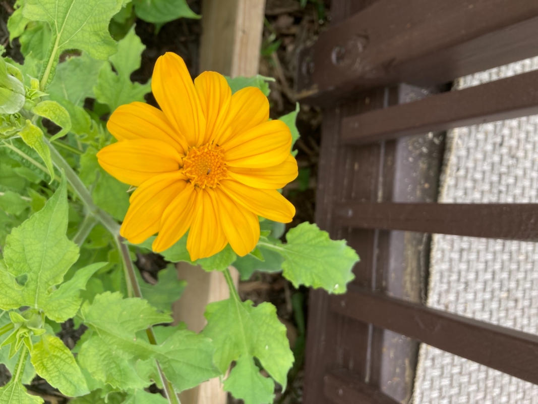 Yellow Torch Tithonia