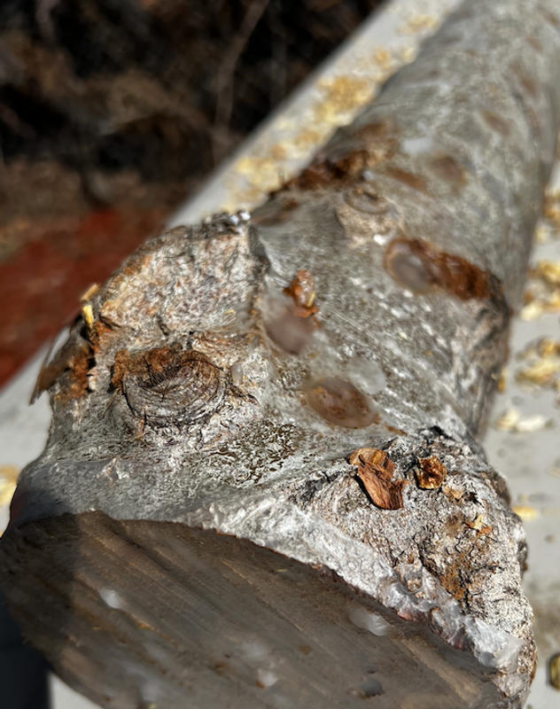 Sawdust Spawn 3-Piece Log Inoculation Tool Set | North Spore