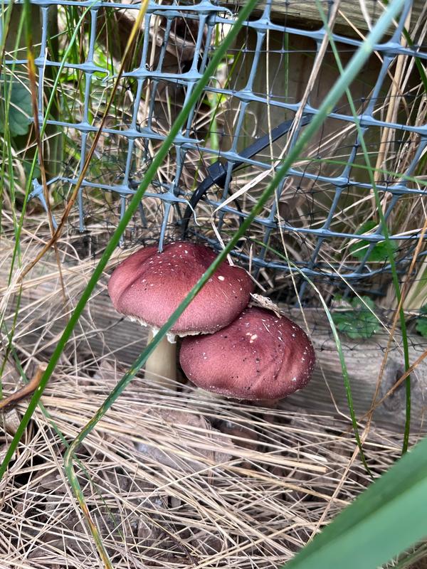 Organic Wine Cap (Garden Giant) Mushroom Sawdust Spawn – North Spore