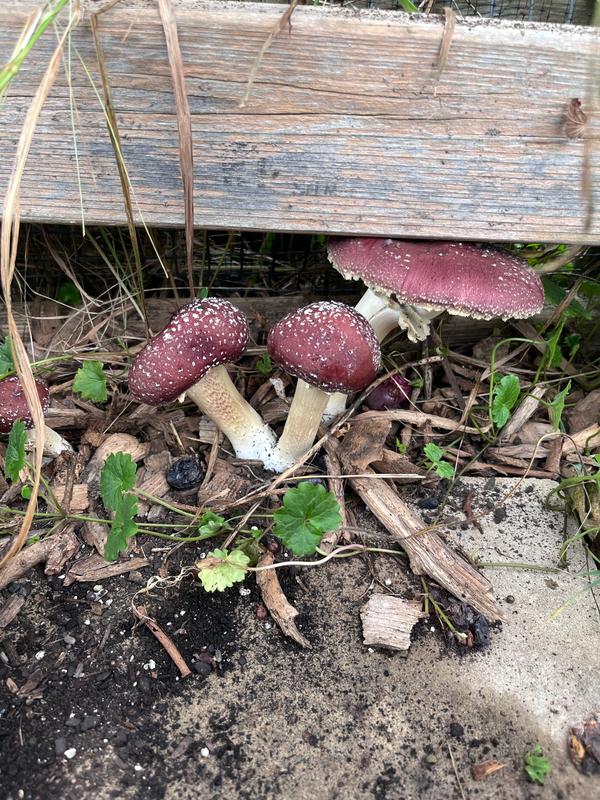 Organic Wine Cap (Garden Giant) Mushroom Sawdust Spawn – North Spore