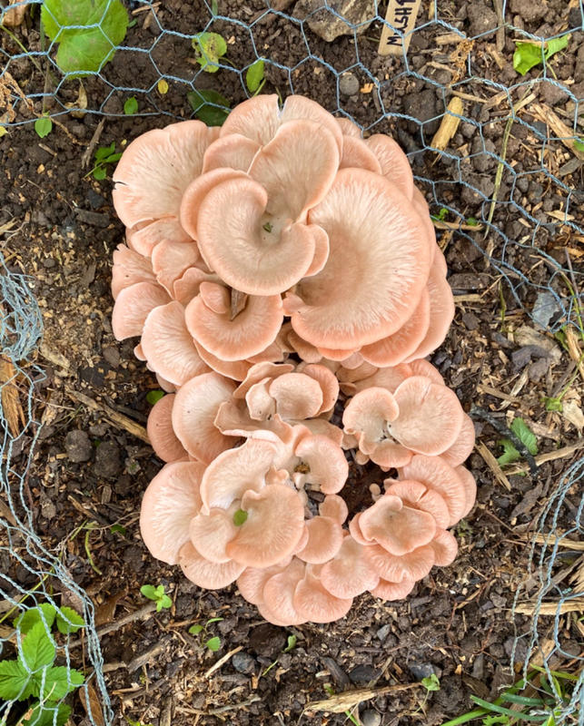 Pink Oyster Mushroom Grow Kit Fruiting Block Pleurotus Djamor North