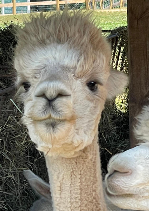 Farm Tours – Good Karma Ranch