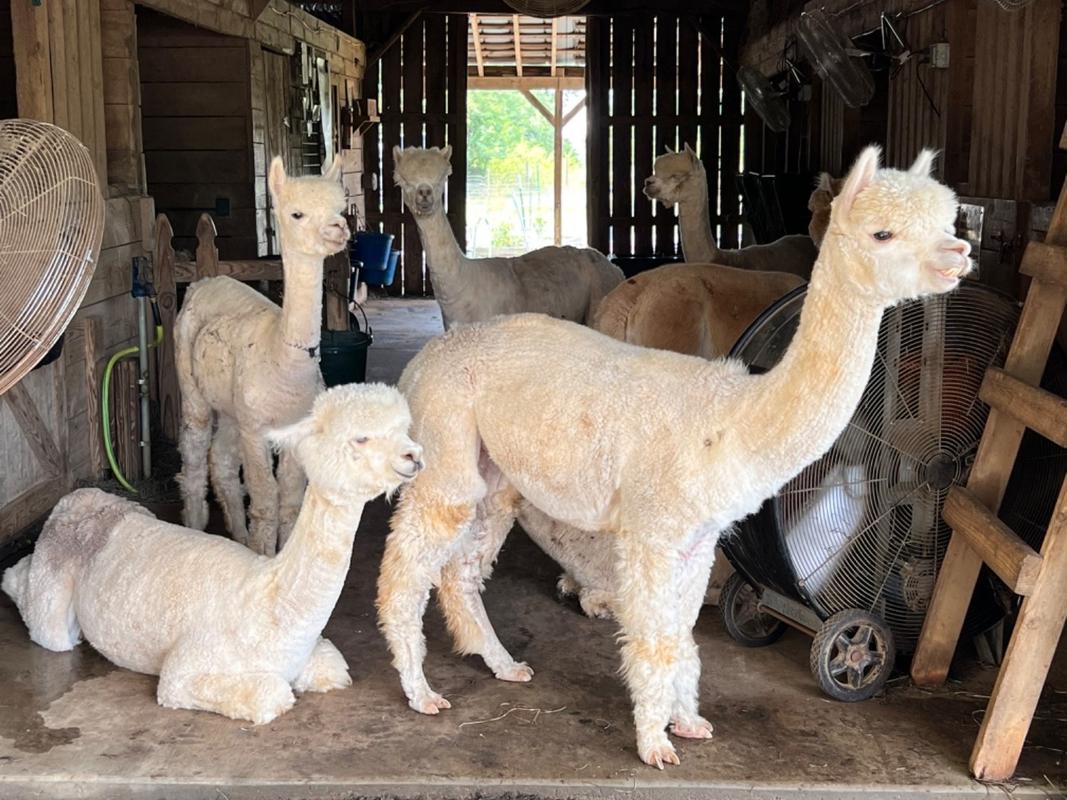 Farm Tours – Good Karma Ranch