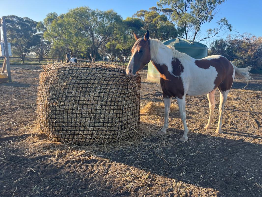 Deluxe Knotless 5x4 Round Bale Horse Slow Feeder Hay Net – Aussie Grazers