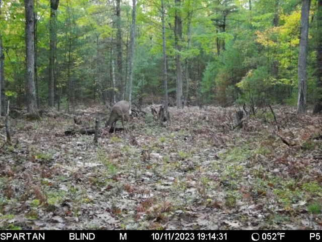 Spartan GoCam | Cellular Trail Camera – Spartan Camera