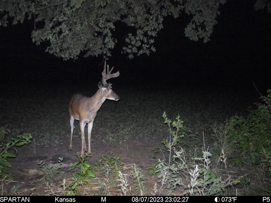 Spartan GoCam | Cellular Trail Camera – Spartan Camera