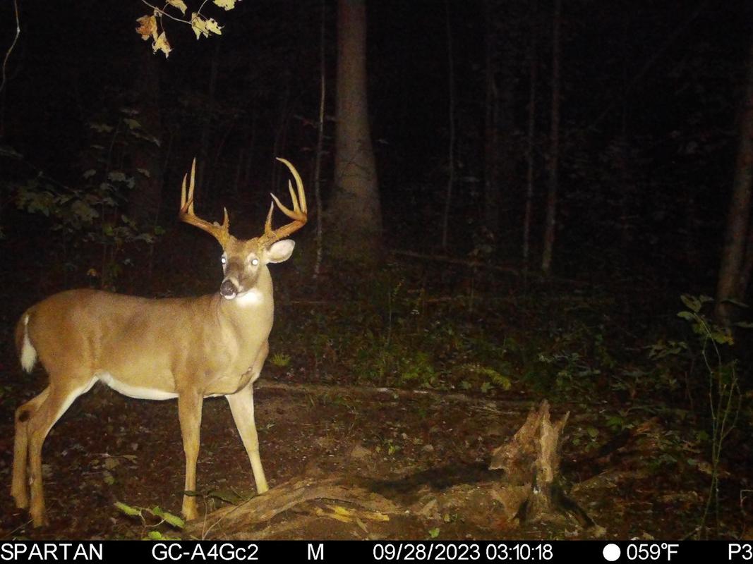 Spartan White Flash GoCam | Cellular Trail Camera – Spartan Camera