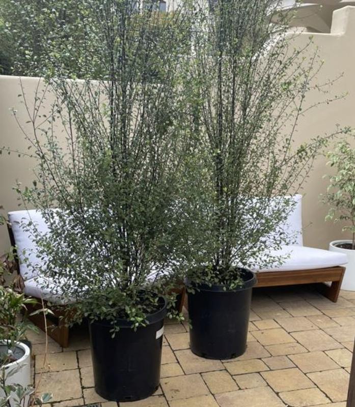 Pittosporum Tenuifolium 'silver Sheen' Silver Sheen Kohuhu Pittosporum ...