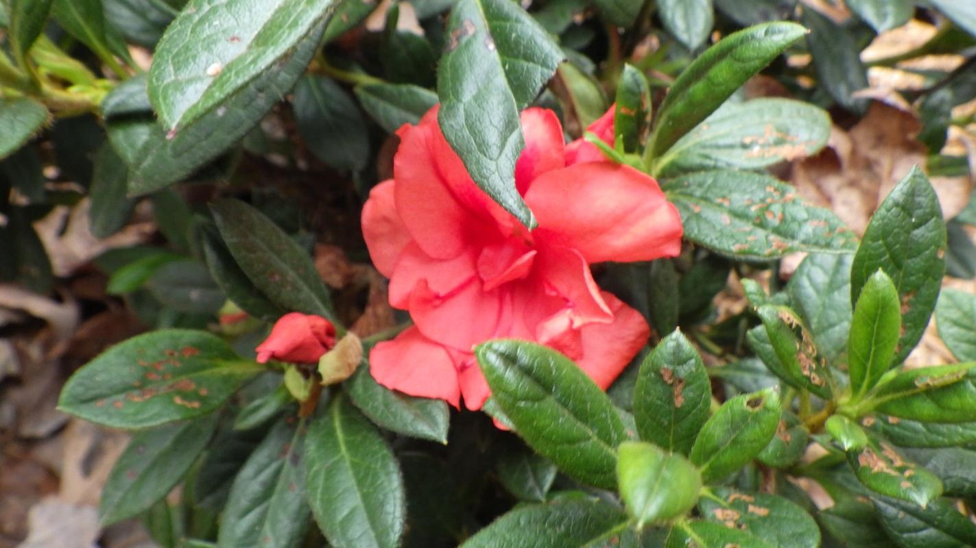 Autumn Amethyst Encore Azalea — PlantingTree