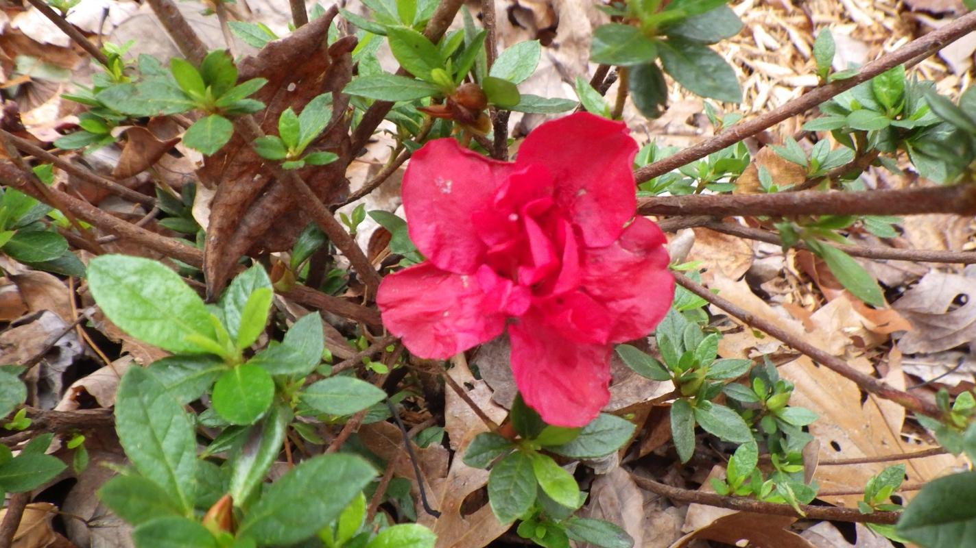 Autumn Amethyst Encore Azalea — PlantingTree