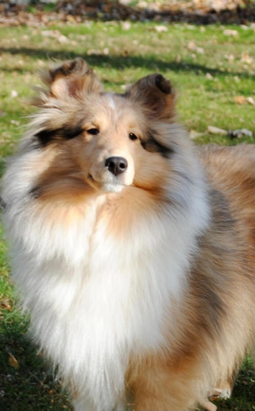 Chicken Feet for Dogs | Sourced & Made in the USA