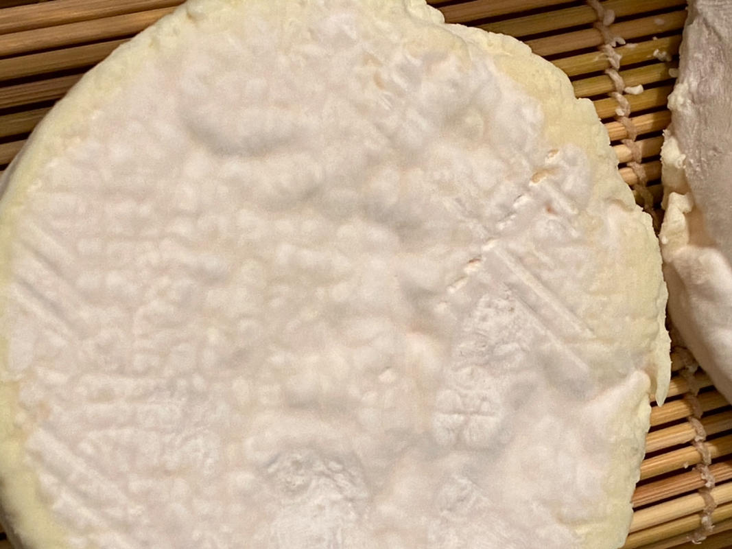 Geotrichum Candidum (GEO15) | Cheese Making Supply Co.