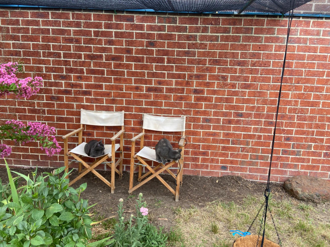 Complete Wall Net with F-Zipper (3.5m x 3.5m Netting) - Black – Catnets