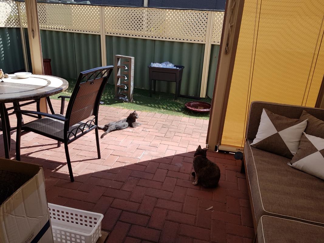 Cat Netting 10m x 5m Black – Catnets New Zealand