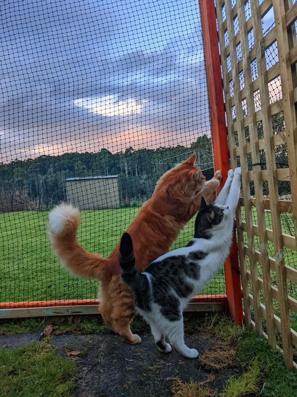 Stainless Reinforced Premium Cat Netting 10m x 5m – Catnets