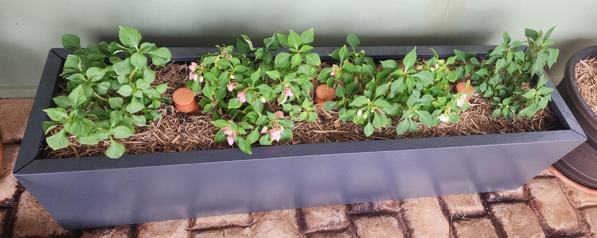 Olla Pot Small | Garden Self Watering Pot | Up On The Rooftop