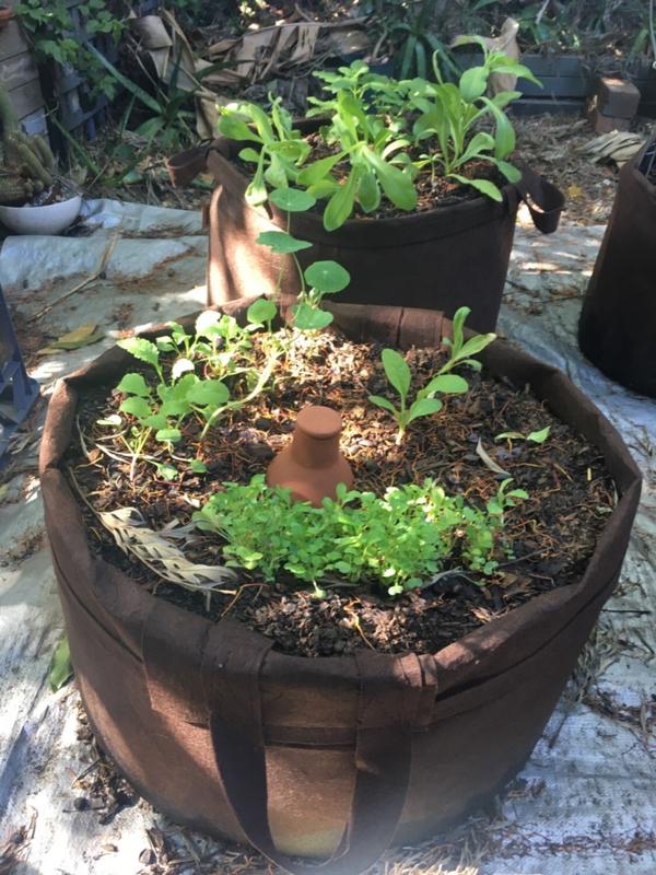 Brown Root Pouch - Boxer Line | Fabric Grow Bag | Up On The Rooftop