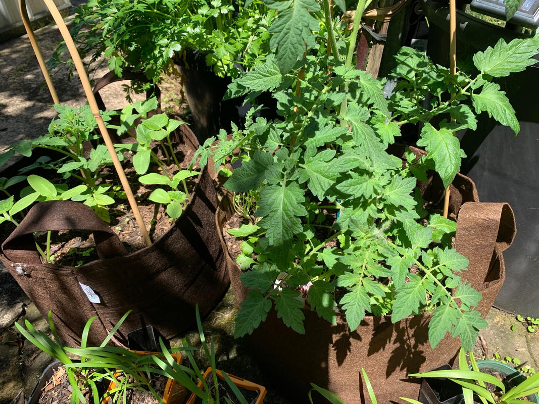 Brown Root Pouch| Fabric Grow Bag | Up On The Rooftop