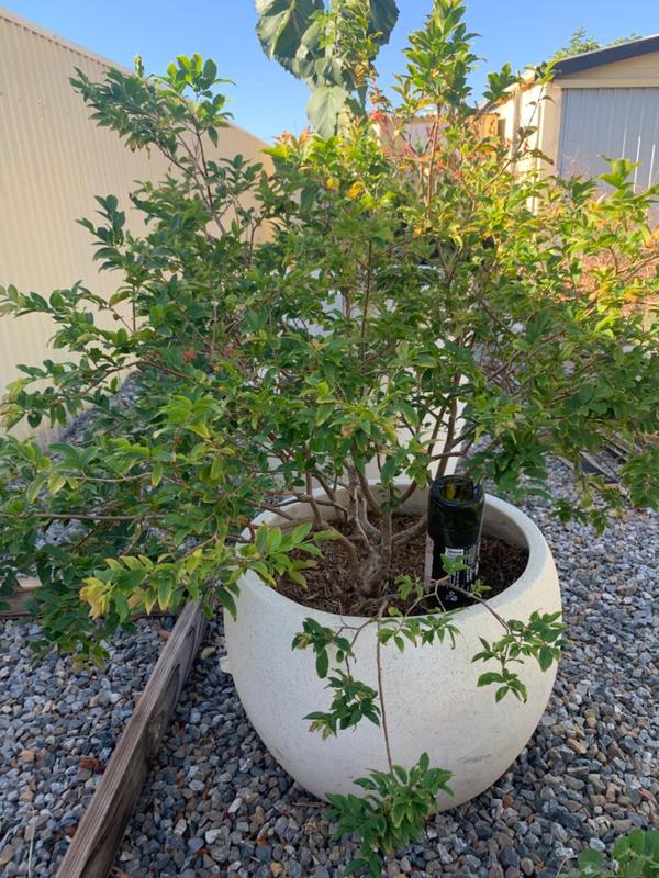 Terracotta Water Spike | Plant Self Watering | Trusted Brand - Up On ...