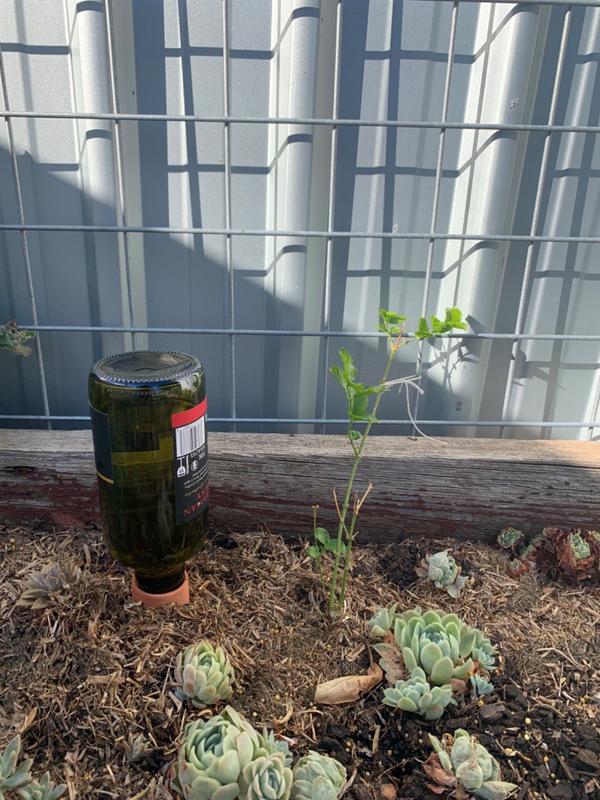 Terracotta Water Spike | Plant Self Watering | Trusted Brand - Up On ...