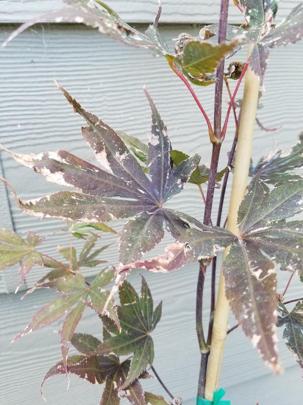 Bloodgood Japanese Maple Trees for Sale – FastGrowingTrees.com