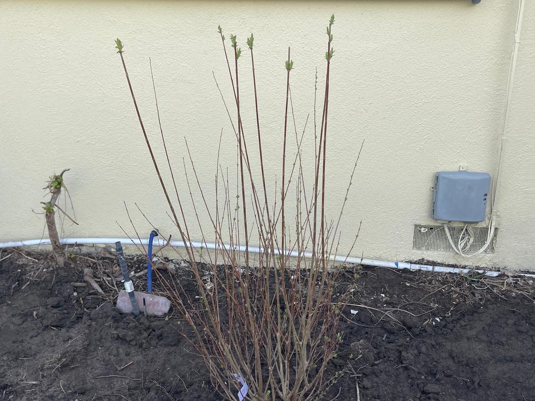 Tri-Color Dappled Willows for Sale – FastGrowingTrees.com