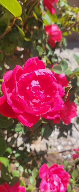 Red Knock Out Rose Trees for Sale – FastGrowingTrees.com