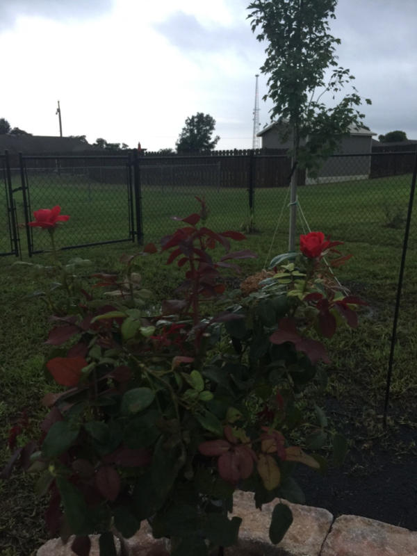 Red Knock Out Rose Trees for Sale – FastGrowingTrees.com