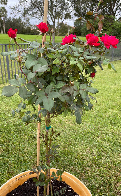 Red Knock Out Rose Trees for Sale – FastGrowingTrees.com