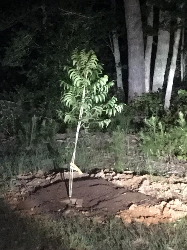 Elliot Pecan Trees for Sale – FastGrowingTrees.com