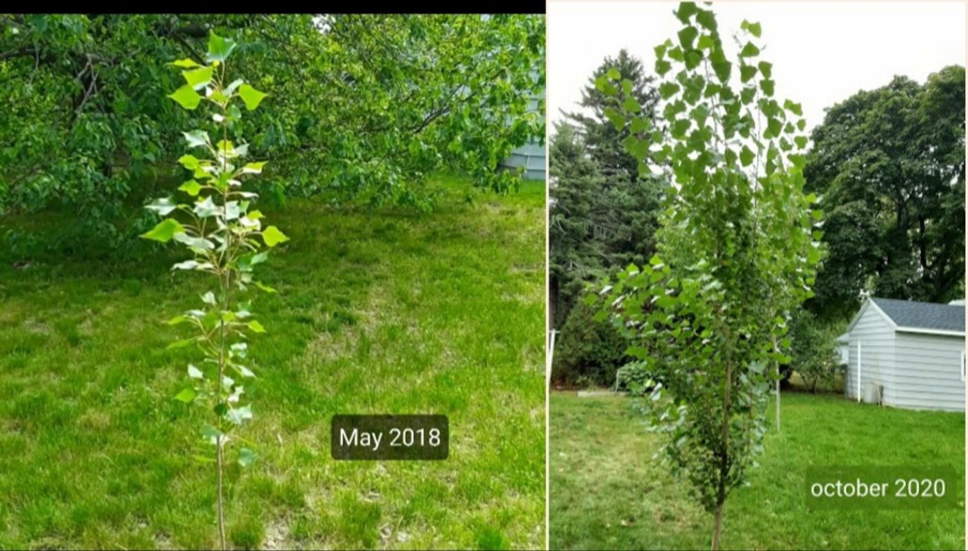 Lombardy Poplar Trees for Sale– FastGrowingTrees.com