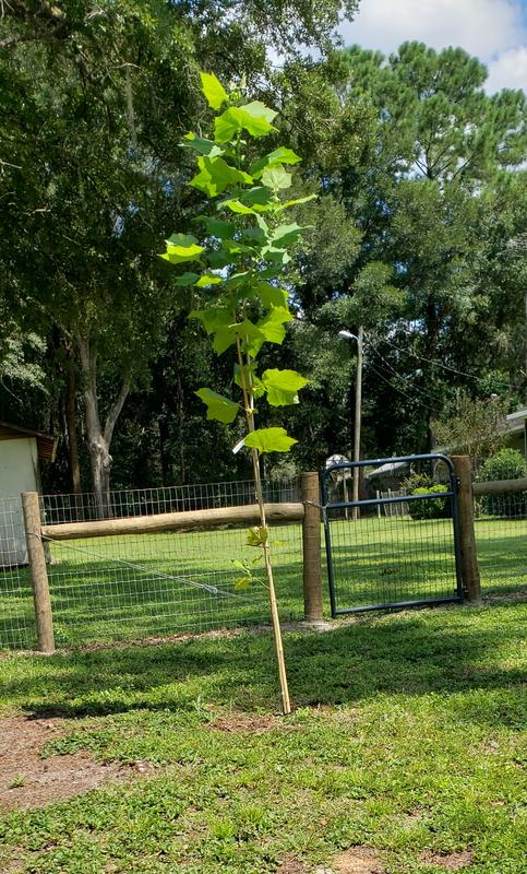 American Sycamore Trees for Sale– FastGrowingTrees.com