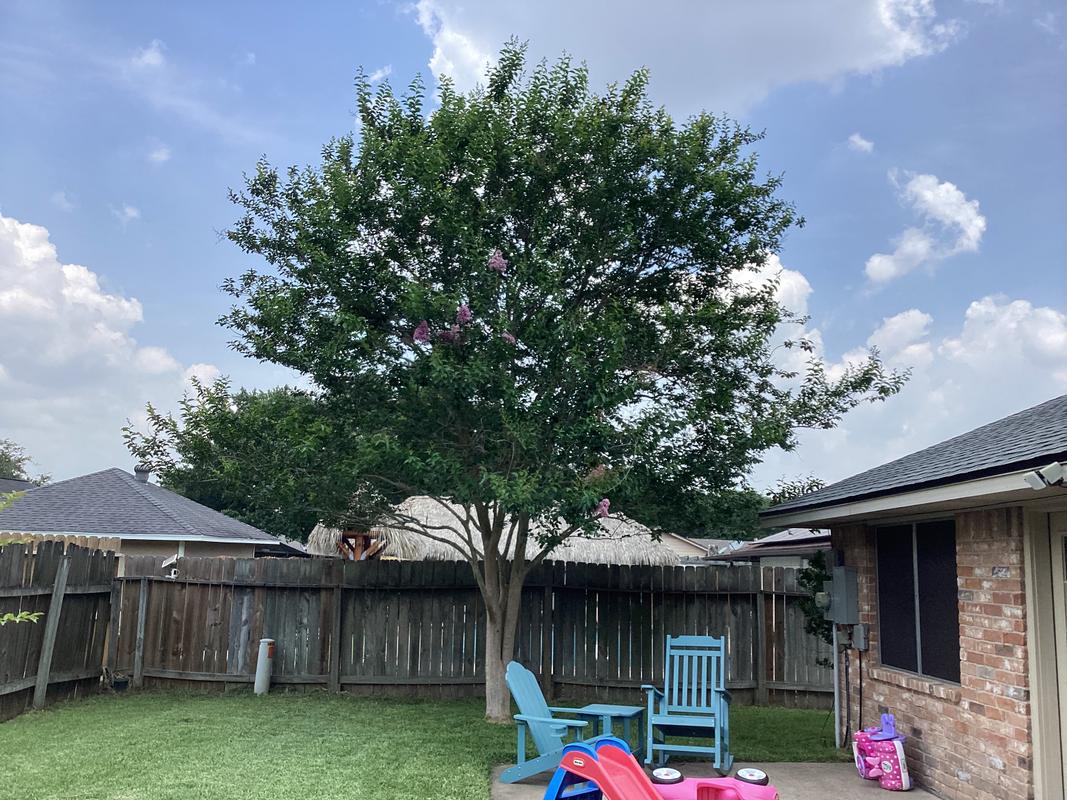 Muskogee Crape Myrtle Trees for Sale – FastGrowingTrees.com