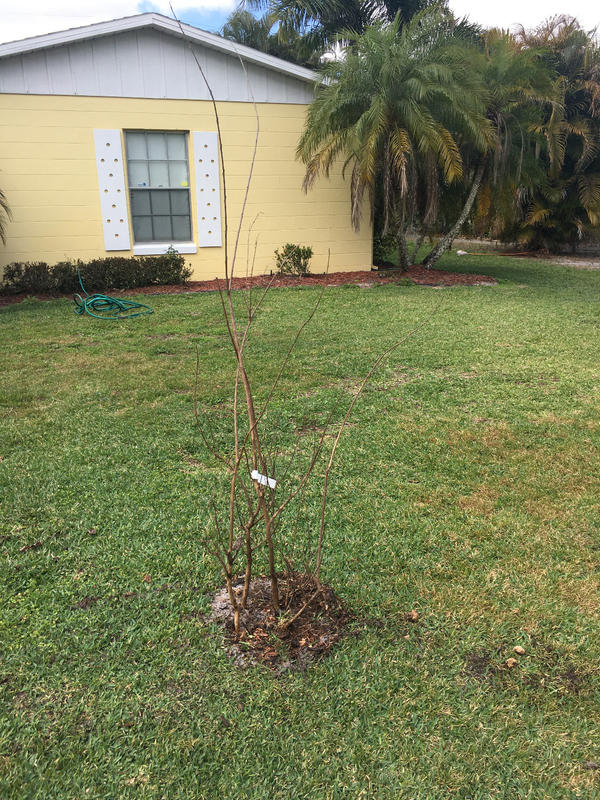 Natchez Crape Myrtle Trees for Sale – FastGrowingTrees.com