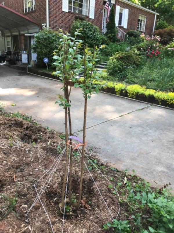 Natchez Crape Myrtle Trees for Sale – FastGrowingTrees.com