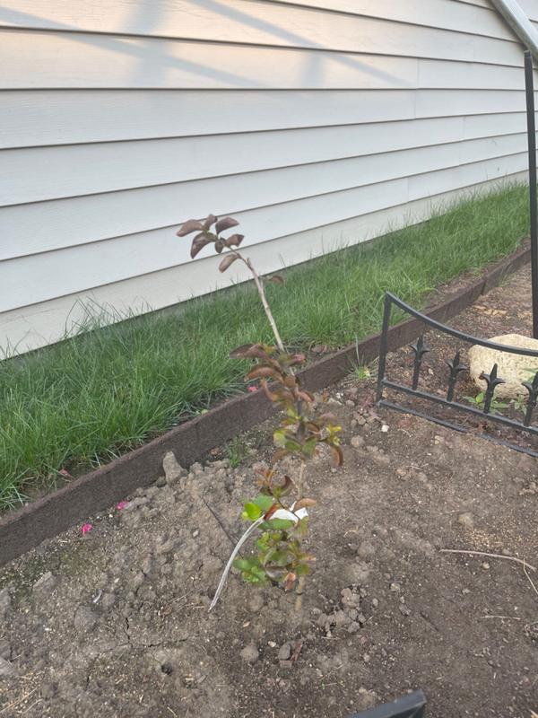 Natchez Crape Myrtle Trees for Sale – FastGrowingTrees.com