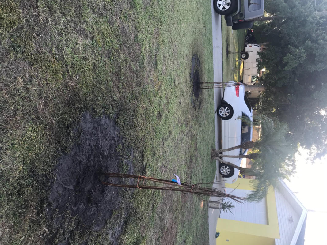 Natchez Crape Myrtle Trees for Sale – FastGrowingTrees.com