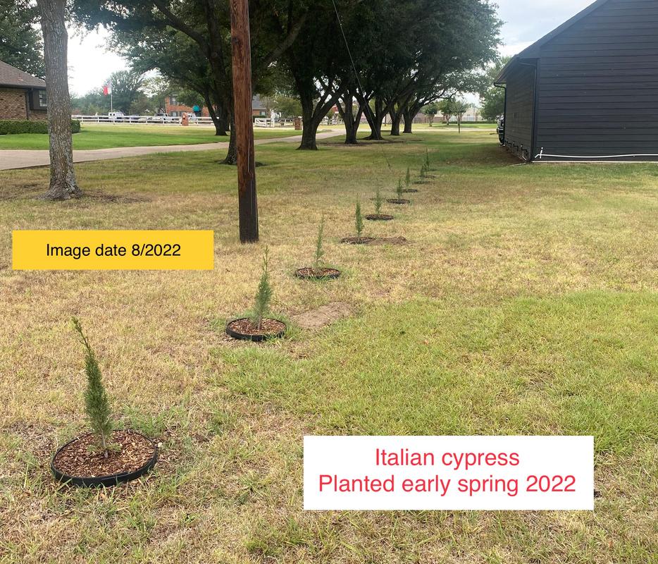 Italian Cypress Evergreen Trees for Sale – FastGrowingTrees.com